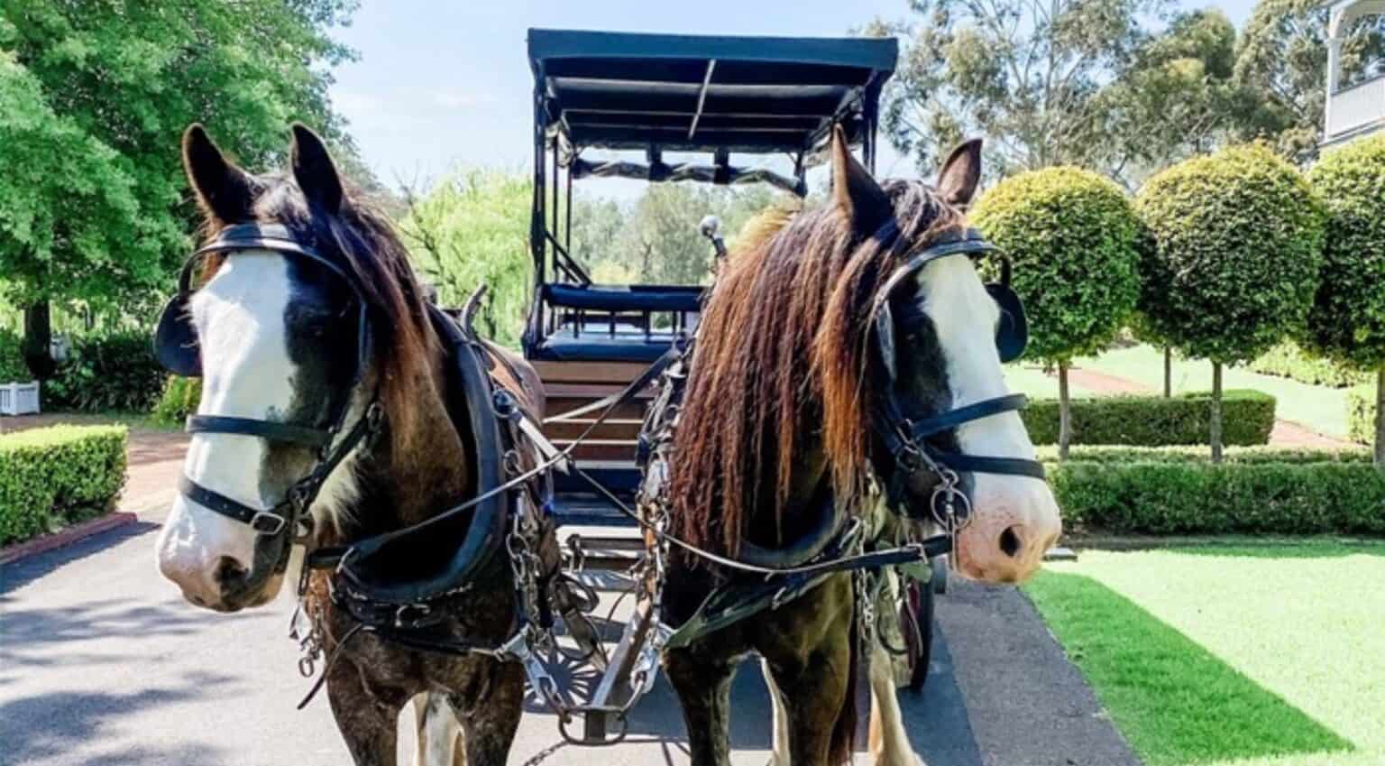 Hunter Farm - Hunter Valley Resort + Farm